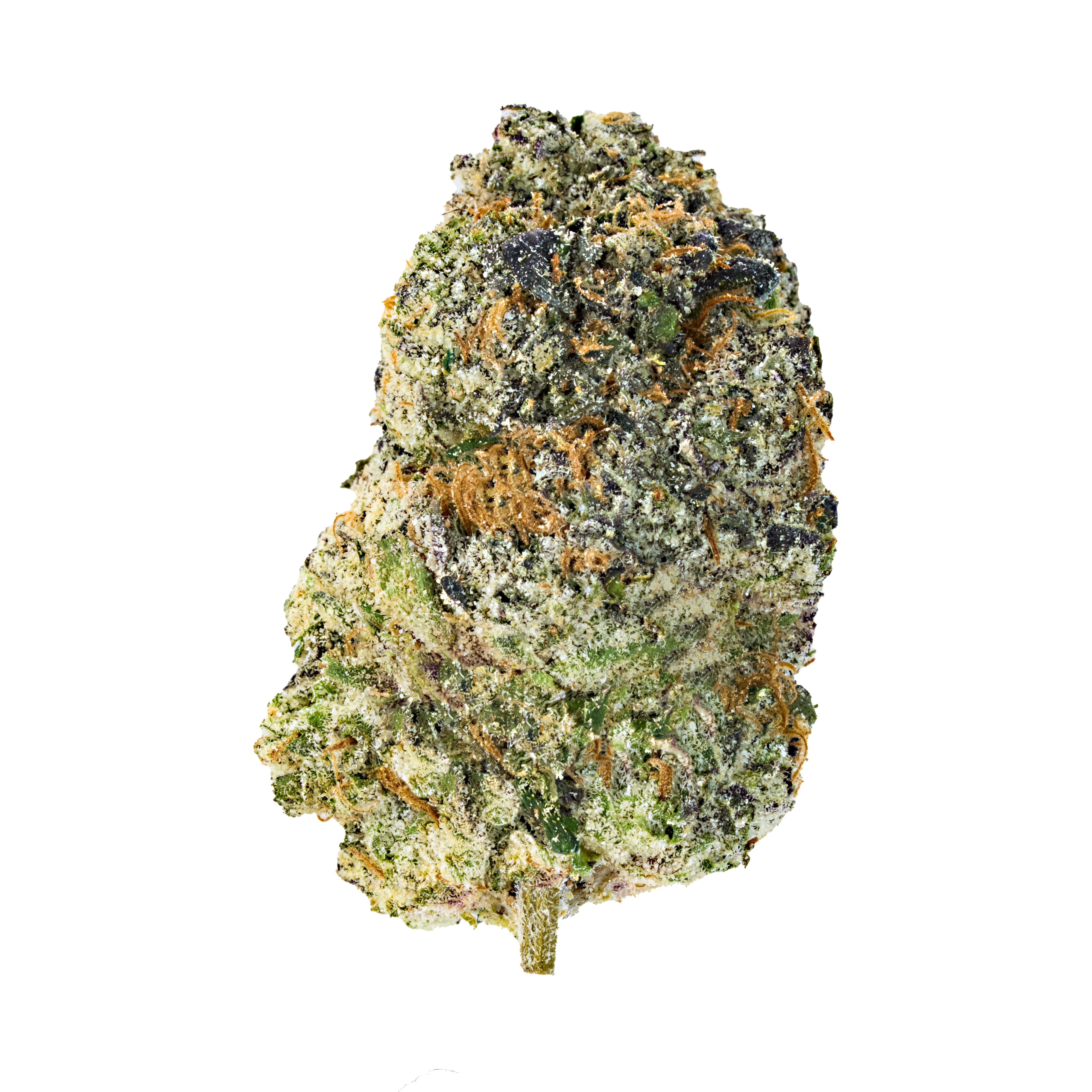 Black Runtz – Elevate LA